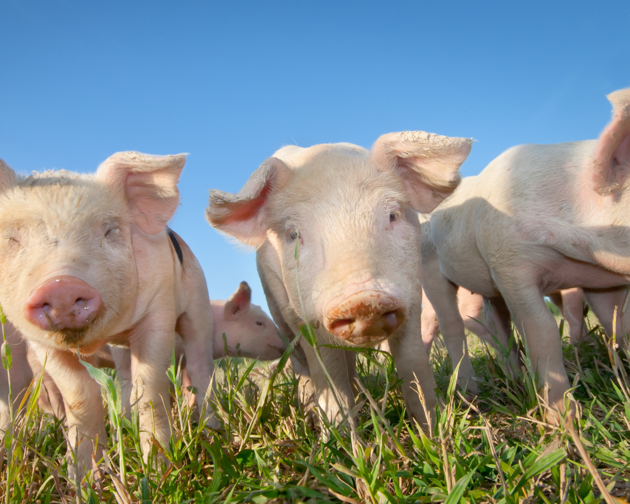 Cultivo de Riñones Humanos en Cerdos - Box Diario